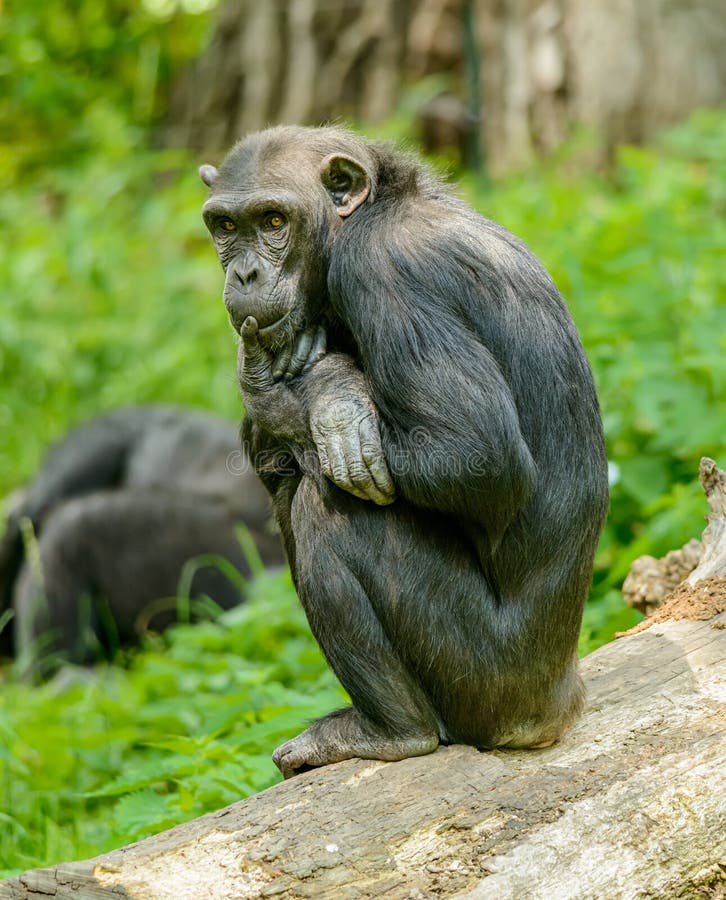 Chimp Thinking stock image. Image of think, branch, sitting - 3769
