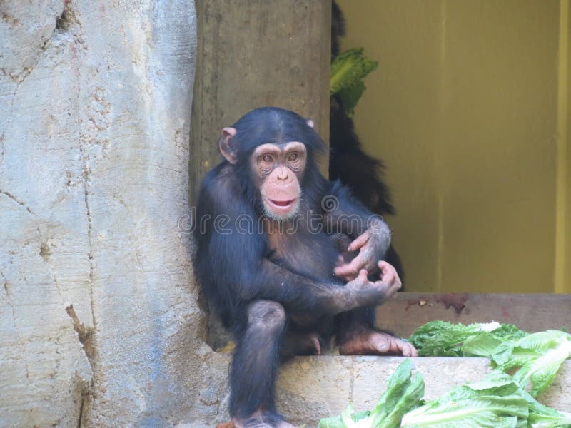 Chimpanzee stock image. Image of boss, monkey, relaxing - 115268395