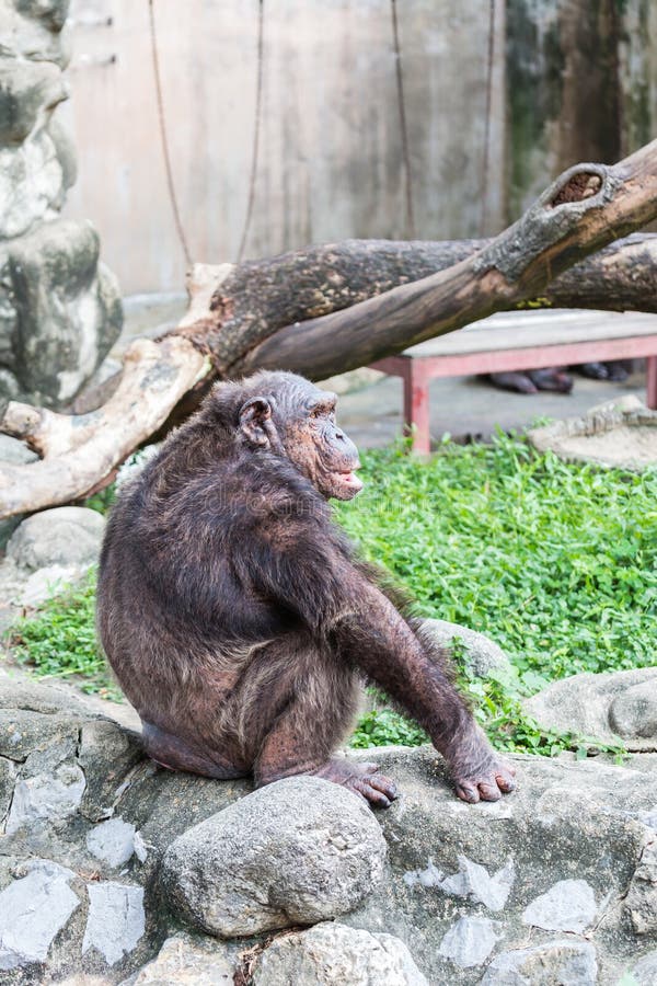 Chimpanzee Sitting Rock Pool Stock Photos - Free & Royalty-Free Stock ...