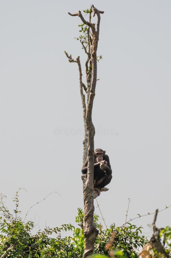 Chimpanzee Sitting in Top of Bare Tree Eating, Sierra Leone, Africa ...