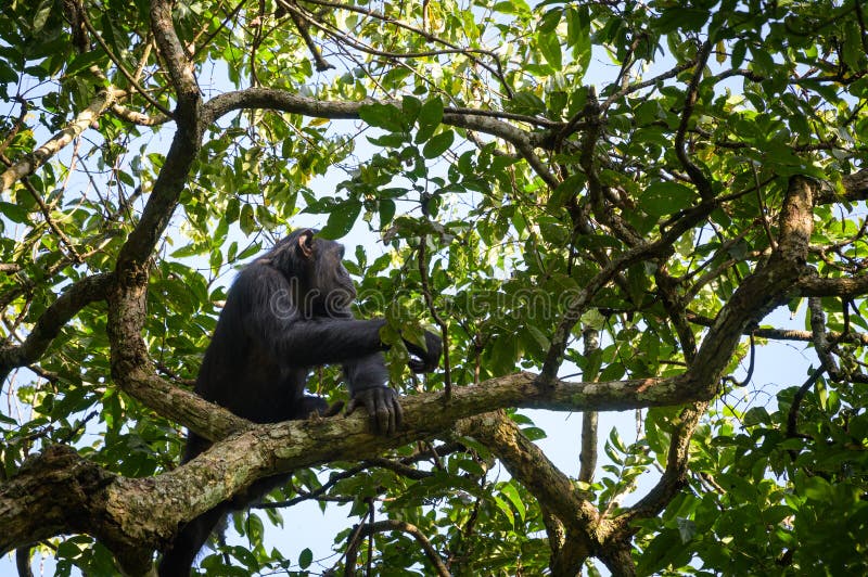 A Chimpanzee Sitting on a Tree in a Forest Stock Photo - Image of ...