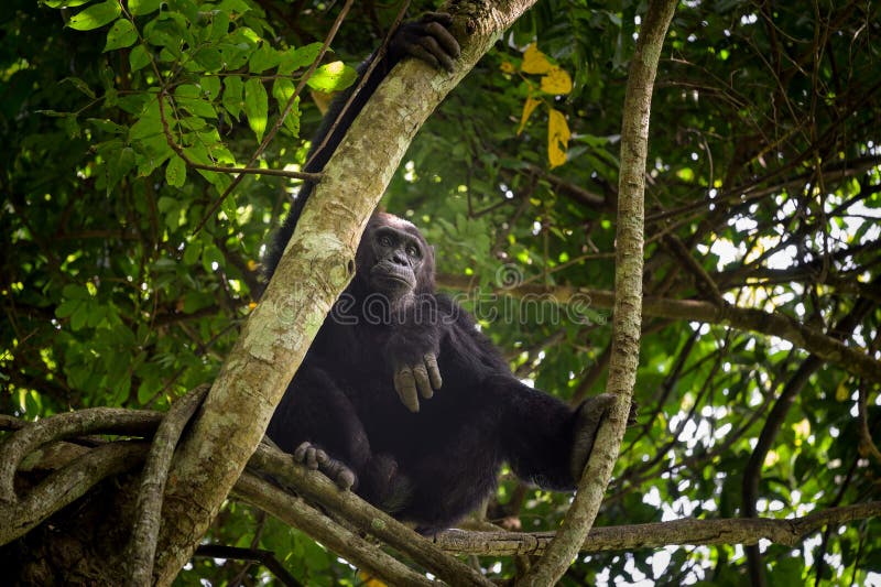 A Chimpanzee Sitting on a Tree in a Forest Stock Image - Image of ...
