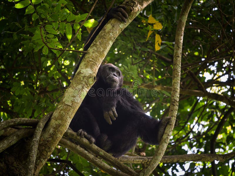 A Chimpanzee Sitting on a Tree in a Forest Stock Photo - Image of ...