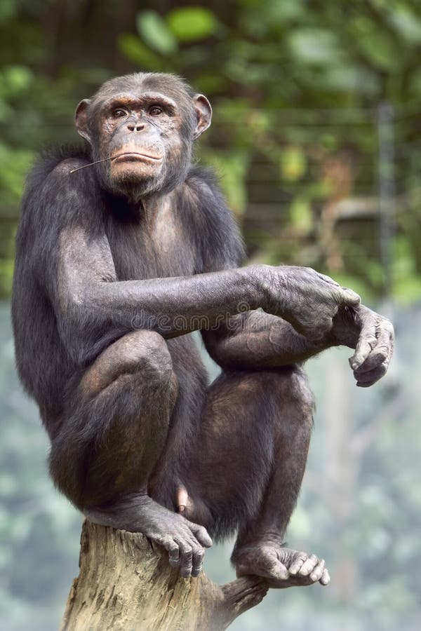 Chimpanzee Side View Stock Photos - Free & Royalty-Free Stock Photos ...