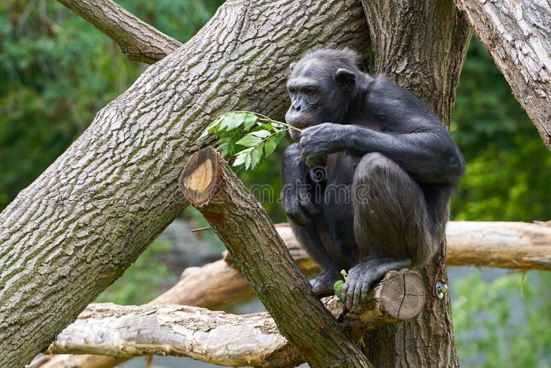 Chimpanzee Sitting on a Tree Trunk Stock Image - Image of trunk, great ...