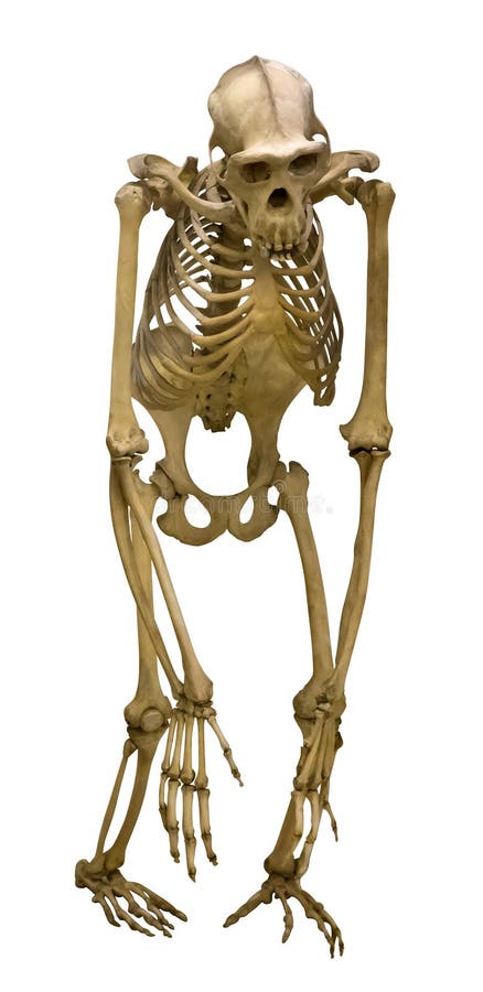 Chimpanzee Skeleton Isolated on White Stock Photo - Image of dead, body ...