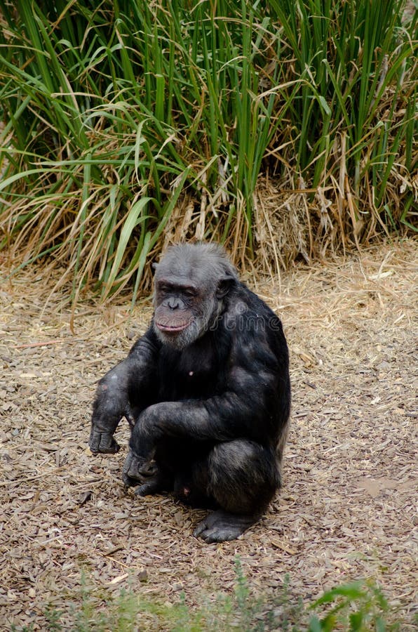 Smiling Chimpanzee Against White Background Stock Image - Image of ...