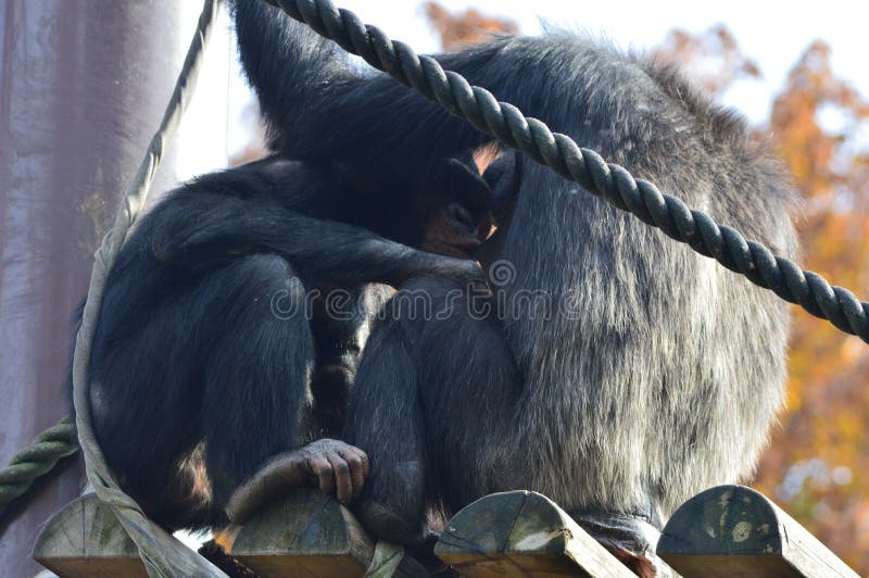 Chimpanzee stock image. Image of strong, kings, simpanze - 81315923