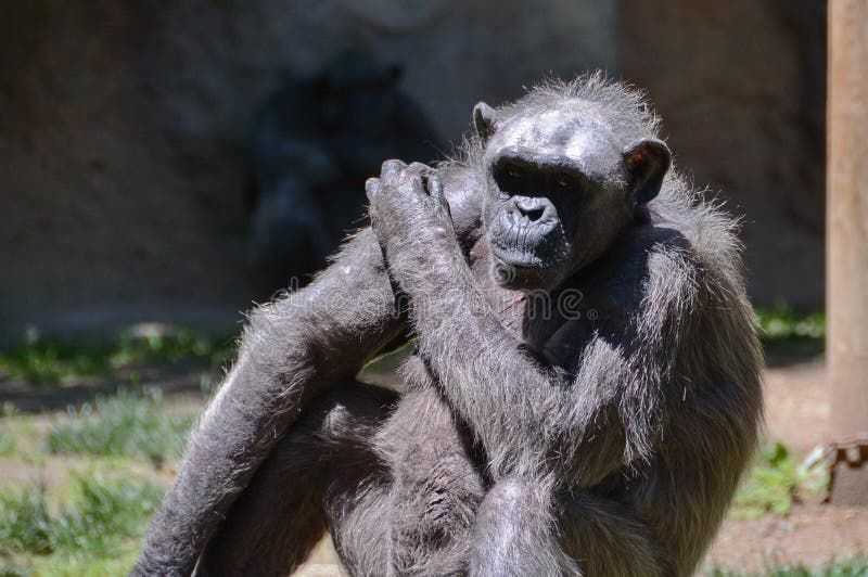 Monkey Thinking Finger Mouth Stock Photos - Free & Royalty-Free Stock ...