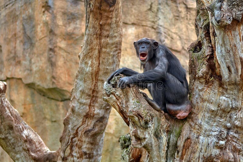 Bald Chimp Stock Photos - Free & Royalty-Free Stock Photos from Dreamstime