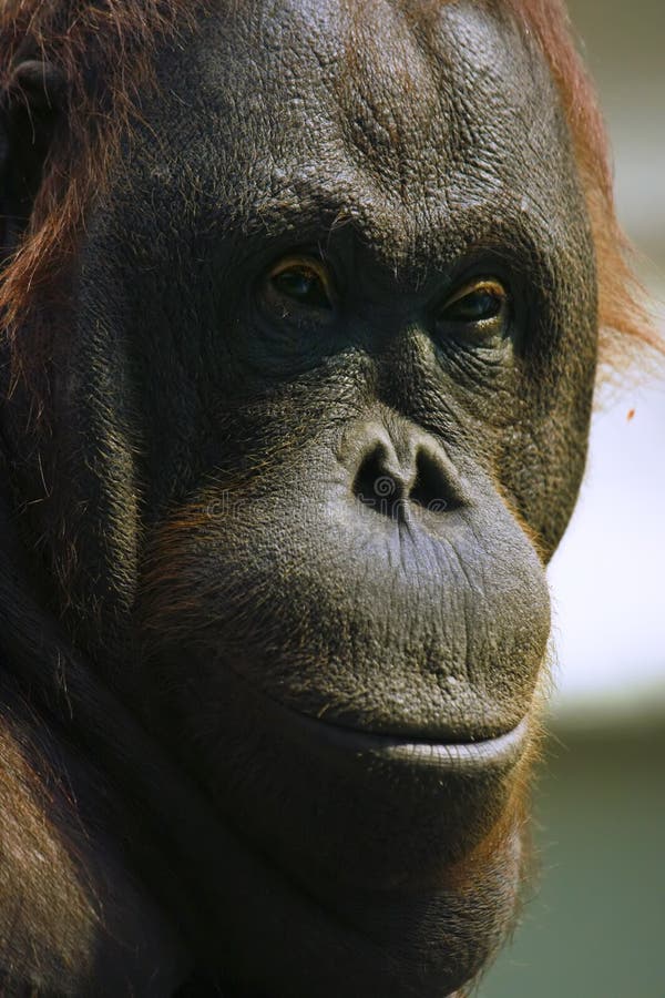 Smart Chimpanzee(chimp) Sitting in Relaxed Mood Stock Photo - Image of ...