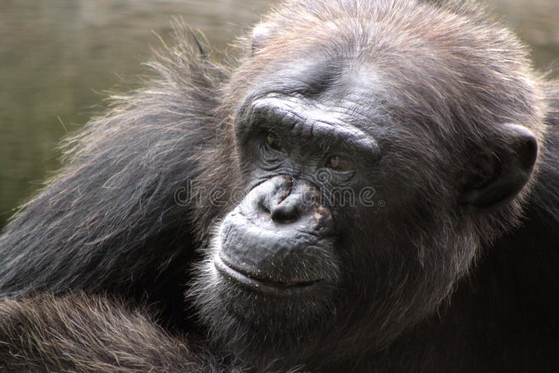 Chimpanzee stock photo. Image of jungle, apes, chimpanzee - 49924536