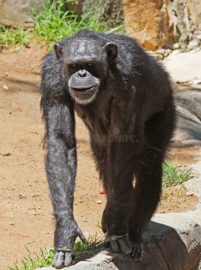 Chimp Walking stock photo. Image of walks, habitat, chimpanzees - 27430132