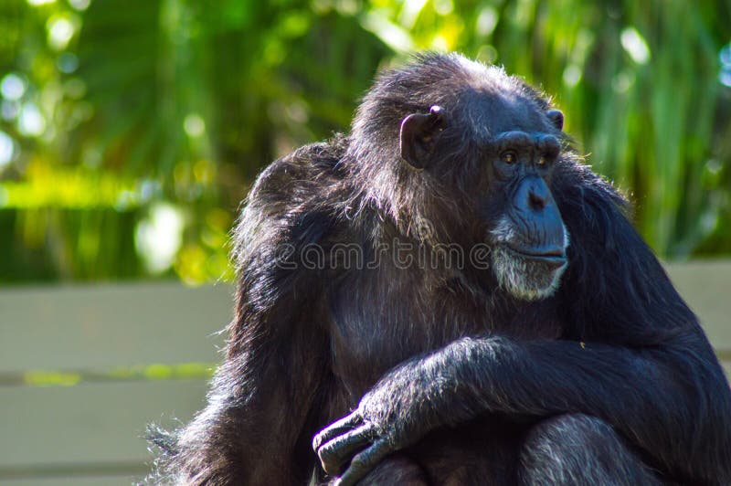 Chimpanzee Side View Stock Photos - Free & Royalty-Free Stock Photos ...