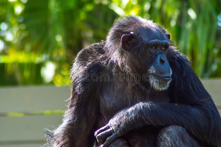 Chimpanzee Side View Stock Photos - Free & Royalty-Free Stock Photos ...