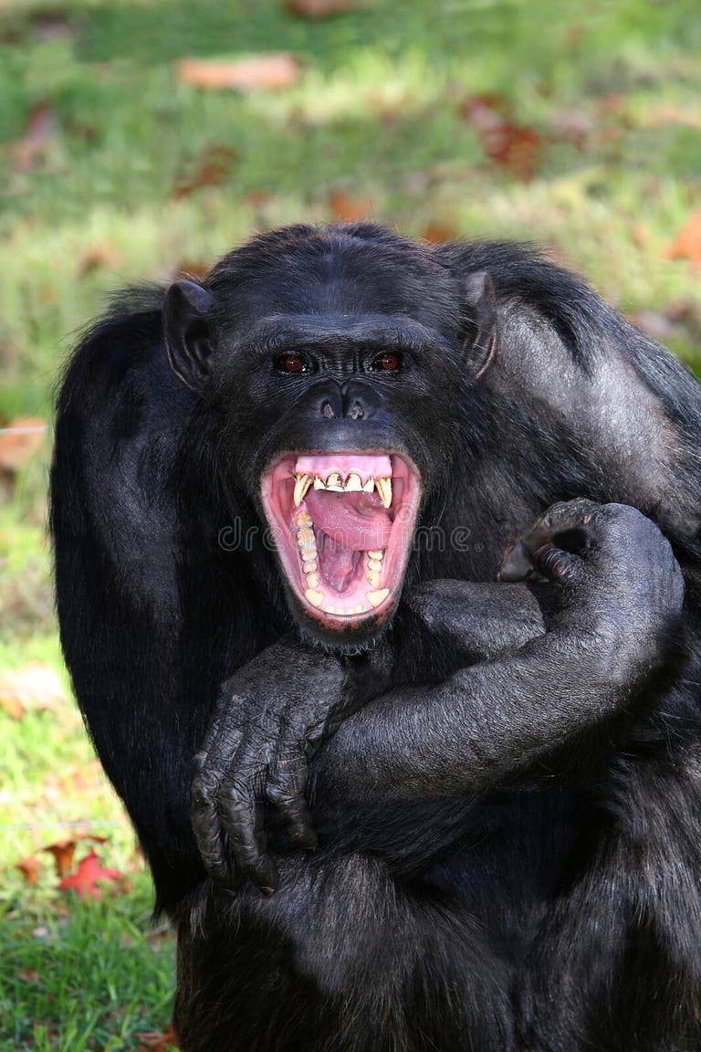 447 Chimpanzee Teeth Stock Photos - Free & Royalty-Free Stock Photos ...
