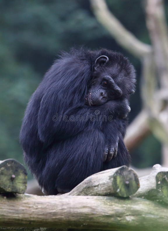 Chimpanzee stock image. Image of lazy, sitting, young - 61703439