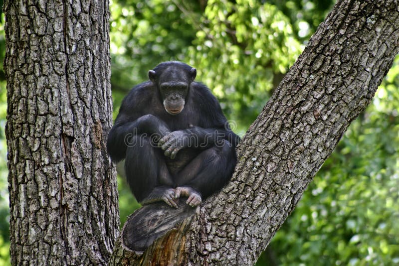 Chimpanzee in the tree stock image. Image of captive - 10614485