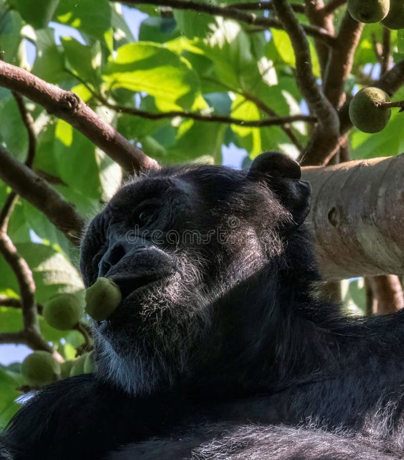 Chimpanzee on a Tree at the African Rainforest Stock Image - Image of ...