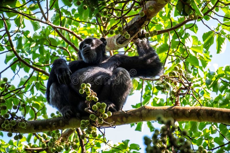 Chimpanzee on a Tree at the African Rainforest Stock Image - Image of ...