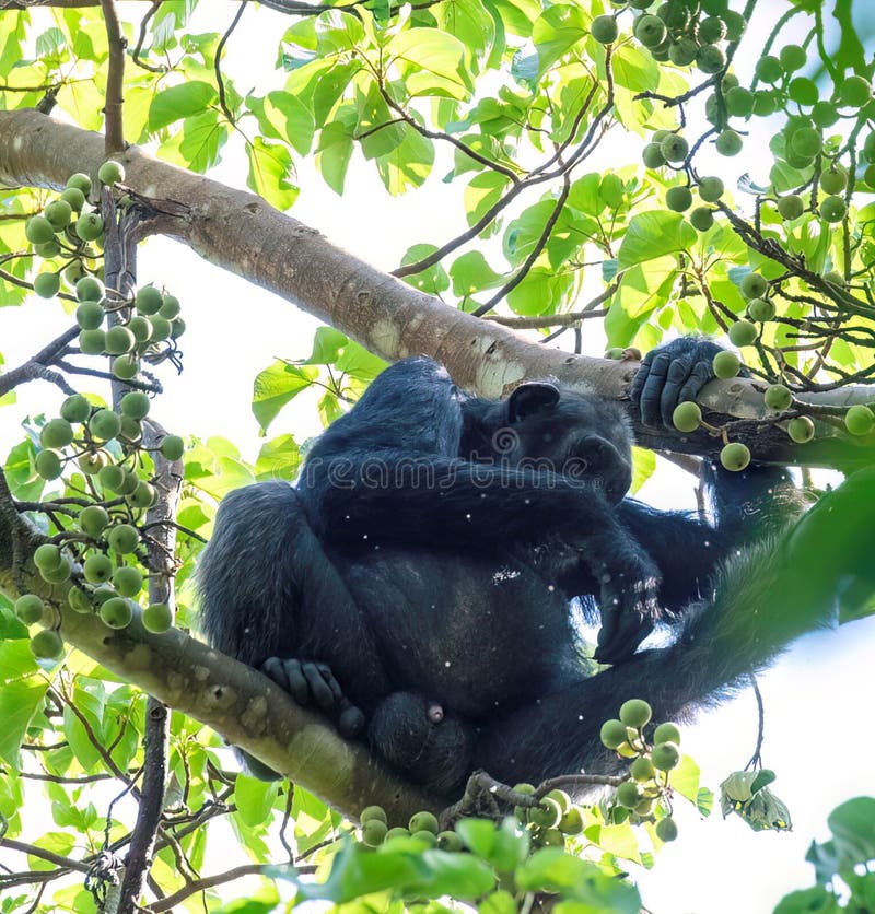 Chimpanzee on a Tree at the African Rainforest Stock Image - Image of ...