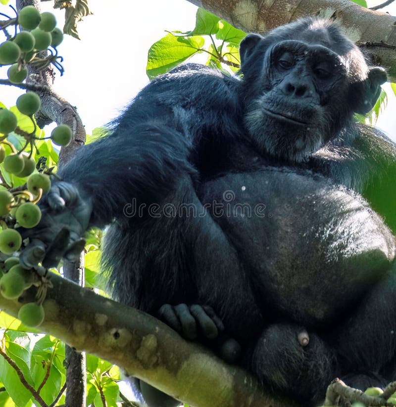 Chimpanzee on a Tree at the African Rainforest Stock Photo - Image of ...