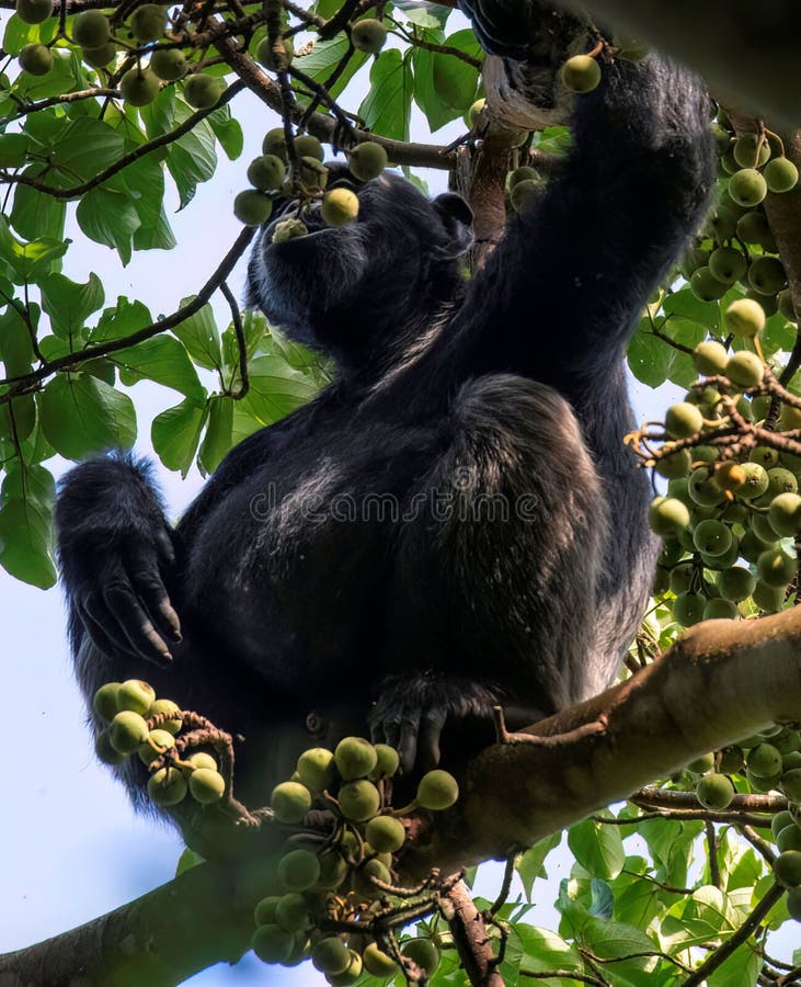 Chimpanzee on a Tree at the African Rainforest Stock Photo - Image of ...