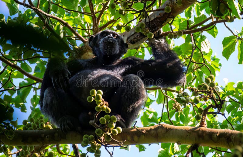 Chimpanzee on a Tree at the Rainforest Stock Image - Image of monkey ...