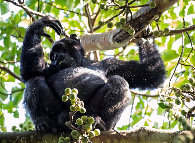 Chimpanzee on a Tree at the Rainforest Stock Image - Image of eating ...