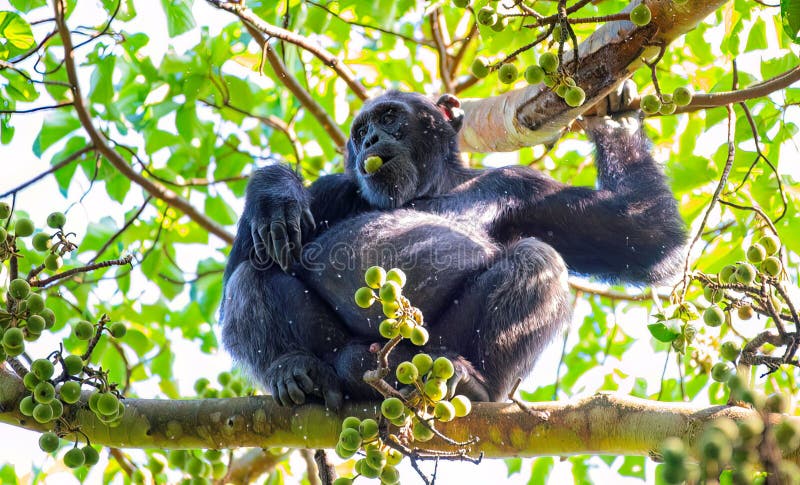 Chimpanzee on a Tree at the Rainforest Stock Photo - Image of outdoors ...