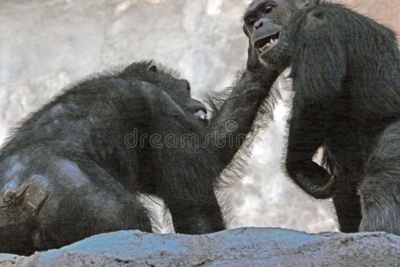 Chimpanzee stock image. Image of monkey, touch, furry - 67213277