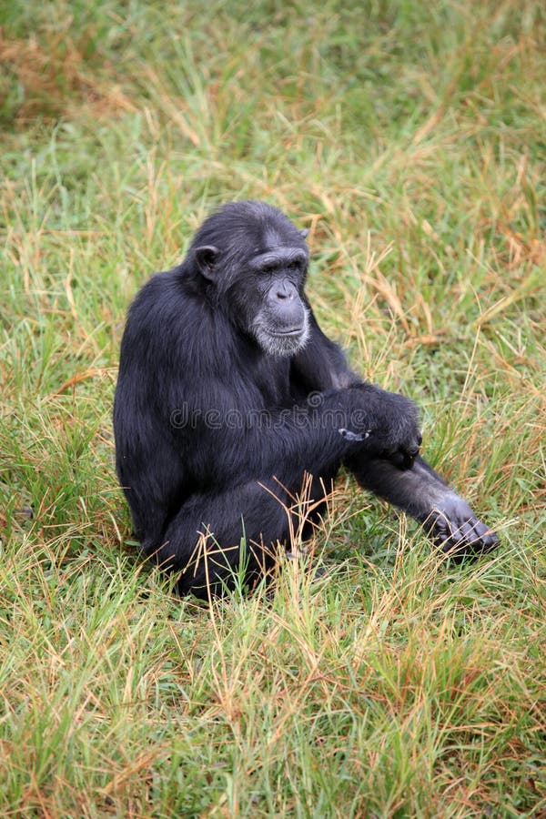 Chimpanzee - Uganda stock image. Image of monkey, closeup - 14728177