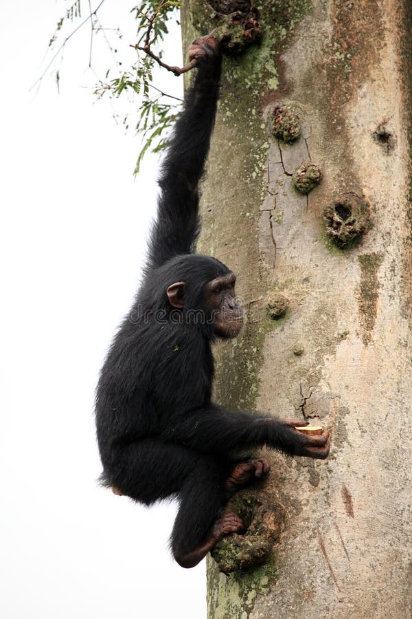 194 Chimpanzee Hanging Tree Stock Photos - Free & Royalty-Free Stock ...