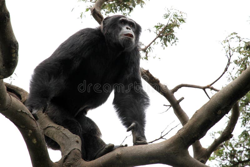 Howler Monkey Howling stock photo. Image of howl, furry - 25634178