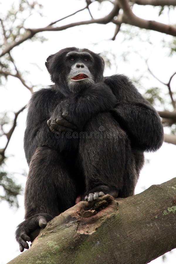 194 Chimpanzee Hanging Tree Stock Photos - Free & Royalty-Free Stock ...