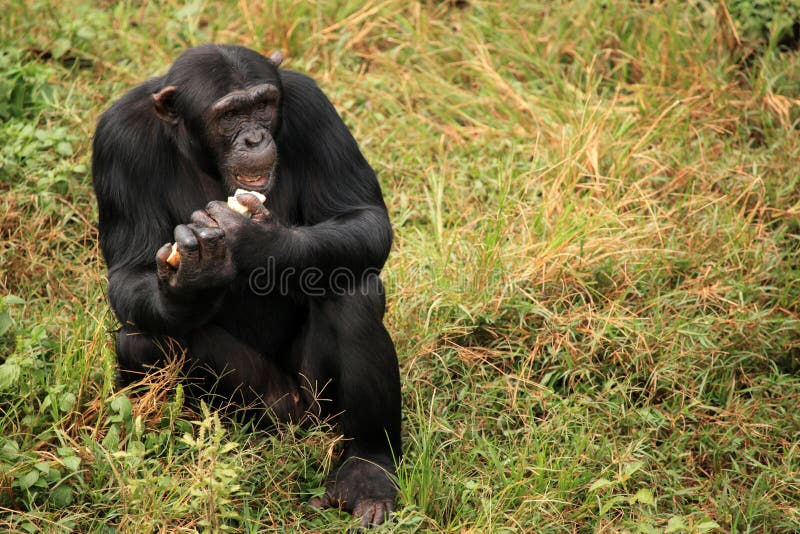 Chimpanzee - Uganda stock image. Image of monkey, closeup - 14728177