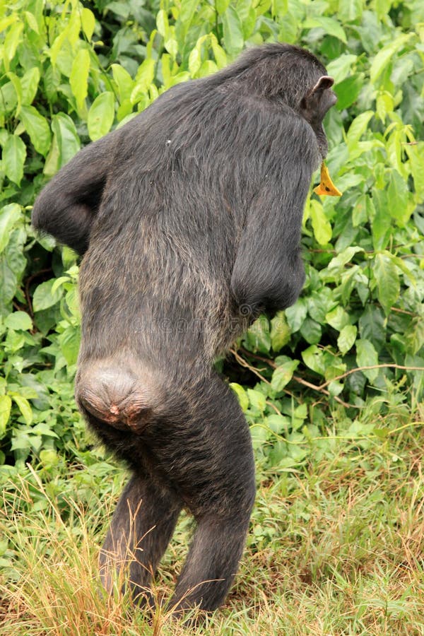Chimpanzee - Uganda stock photo. Image of attraction - 14727918