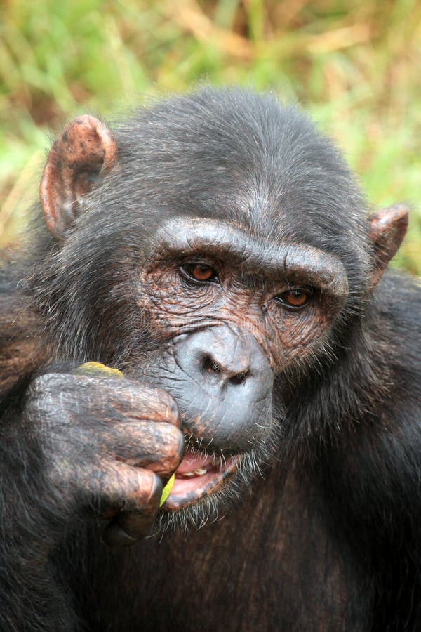 Chimpanzee - Uganda stock photo. Image of attraction - 14727918