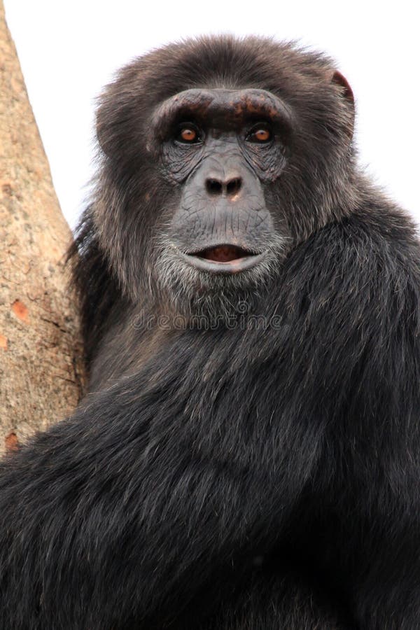 360 Chimpanzee Hanging Tree Stock Photos - Free & Royalty-Free Stock ...