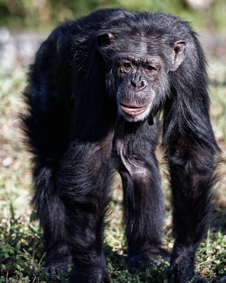 Chimpanzee Walking on All Fours Stock Image - Image of omnivorous ...