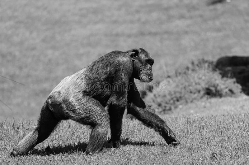 Chimpanzee Side View Stock Photos - Free & Royalty-Free Stock Photos ...