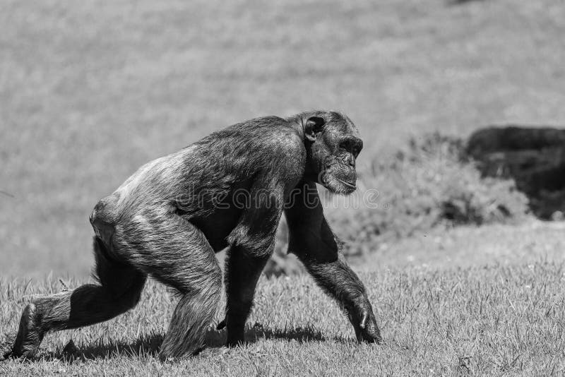 Chimpanzee Side View Stock Photos - Free & Royalty-Free Stock Photos ...