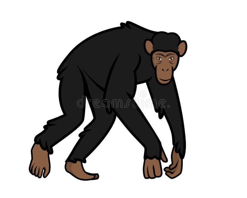 Chimpanzee with Walking Gesture Illustration Stock Vector ...