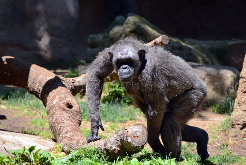 Monkey Thinking Finger Mouth Stock Photos - Free & Royalty-Free Stock ...