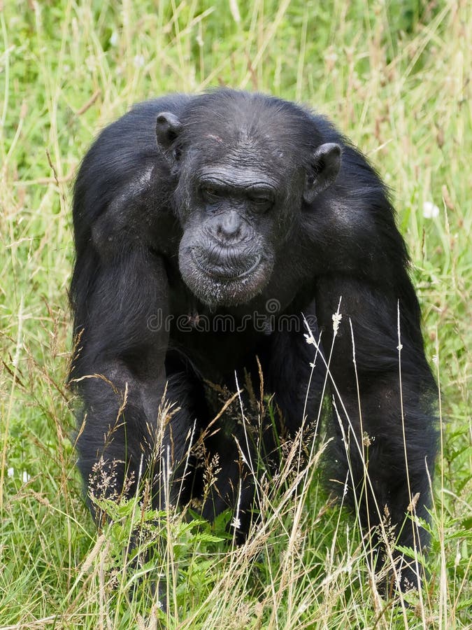 Chimpanzee Walking in Tall Grass Stock Image - Image of head, arboreal ...