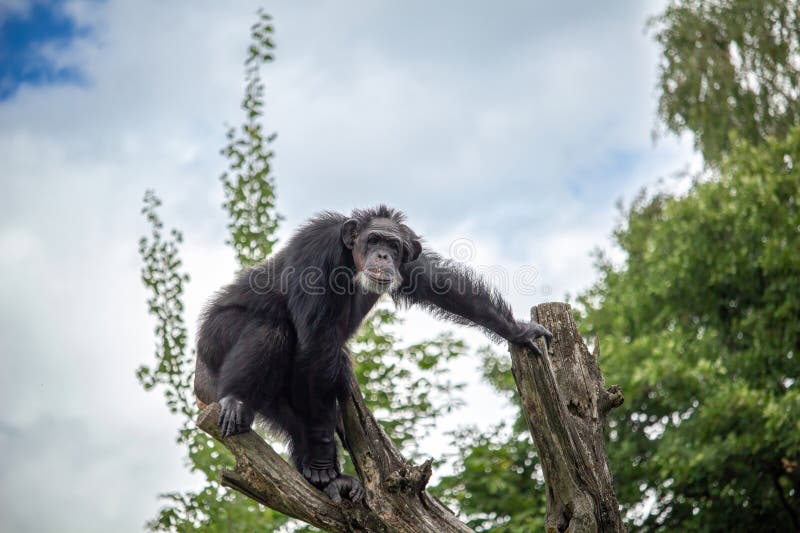Chimpanzee Watching Around on a Tree Branch Stock Image - Image of ...