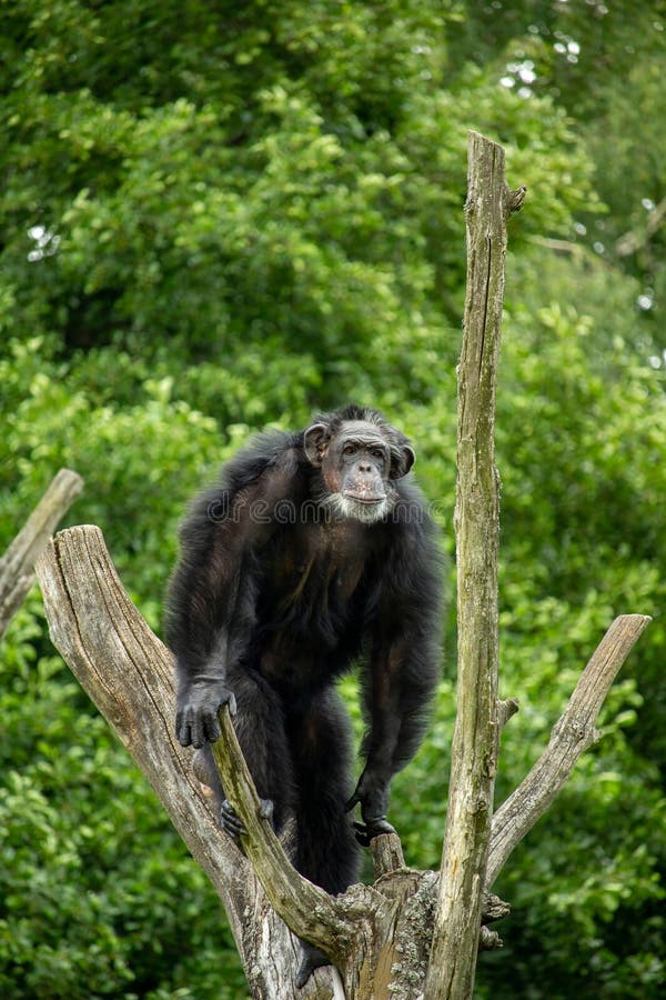 Chimpanzee Watching Around on a Tree Branch Stock Photo - Image of ...