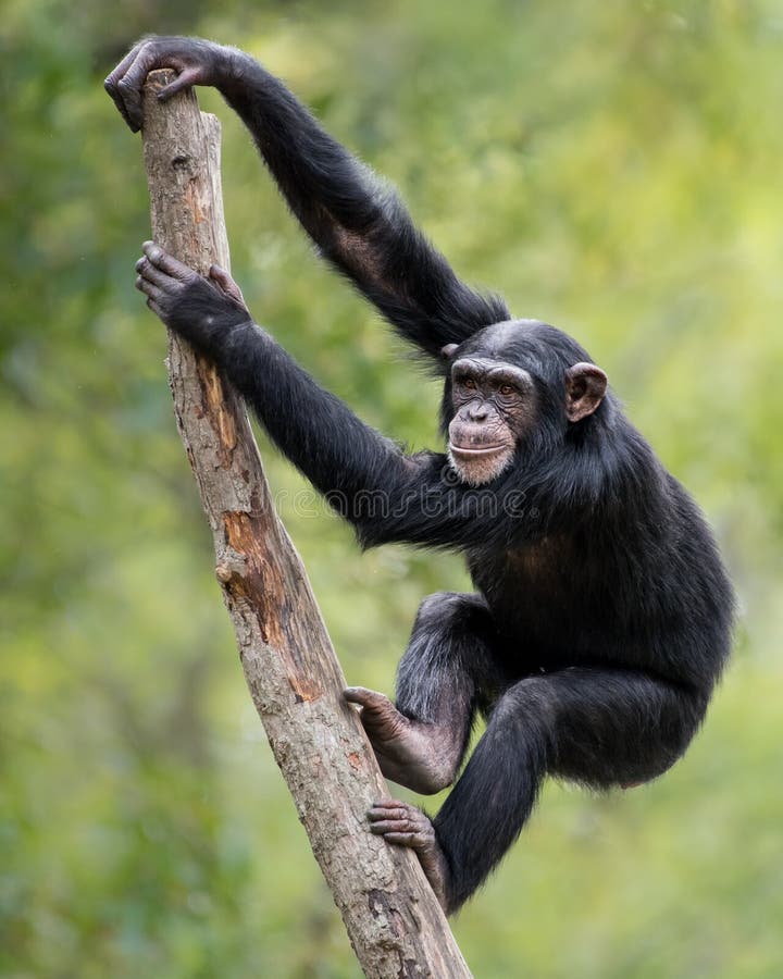 Chimpanzee Xix Stock Photos - Free & Royalty-Free Stock Photos from ...