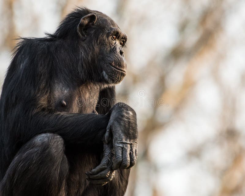 Chimpanzee XXIX stock photo. Image of portrait, chimpanzee - 95694592