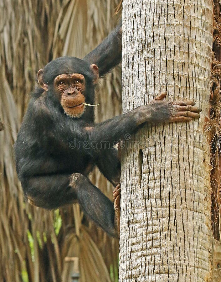 Chimpanzee stock image. Image of crazy, animal, grey - 12019727